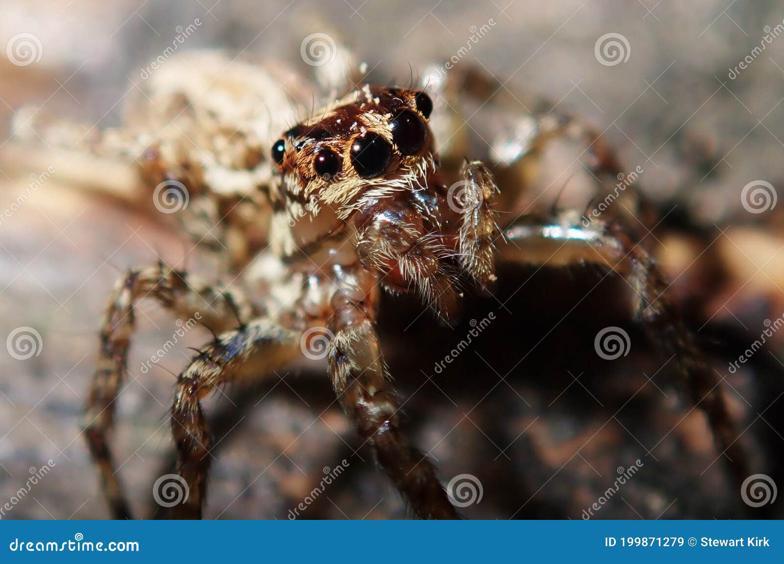 Jumping Spider Ready To Pounce Stock Image - Image of black, summer ...