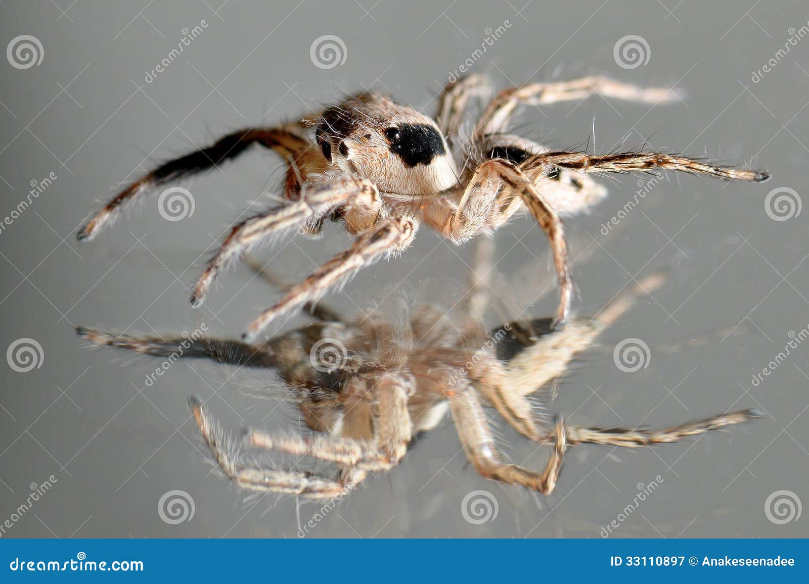 Jumping spider stock image. Image of mirror, jungle, leaf - 33110897