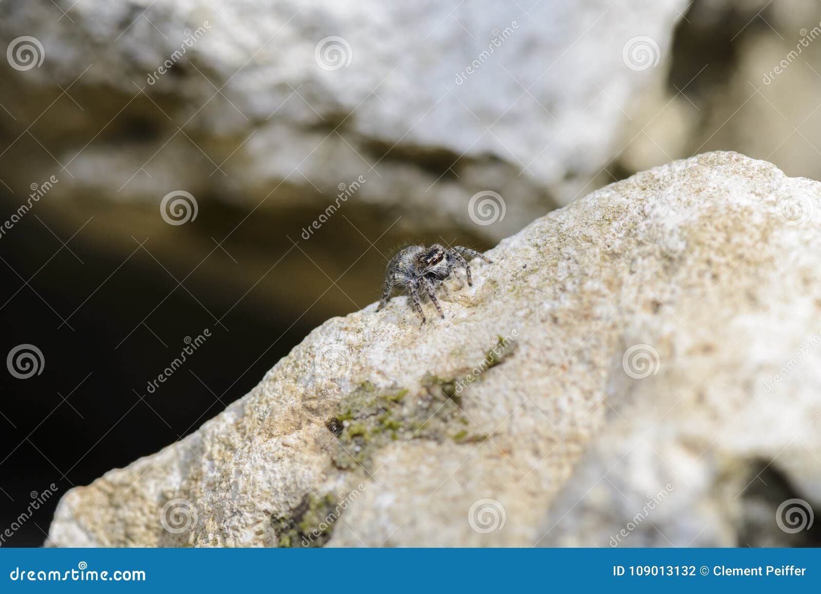 Jumping spider on a rock stock photo. Image of face - 109013132