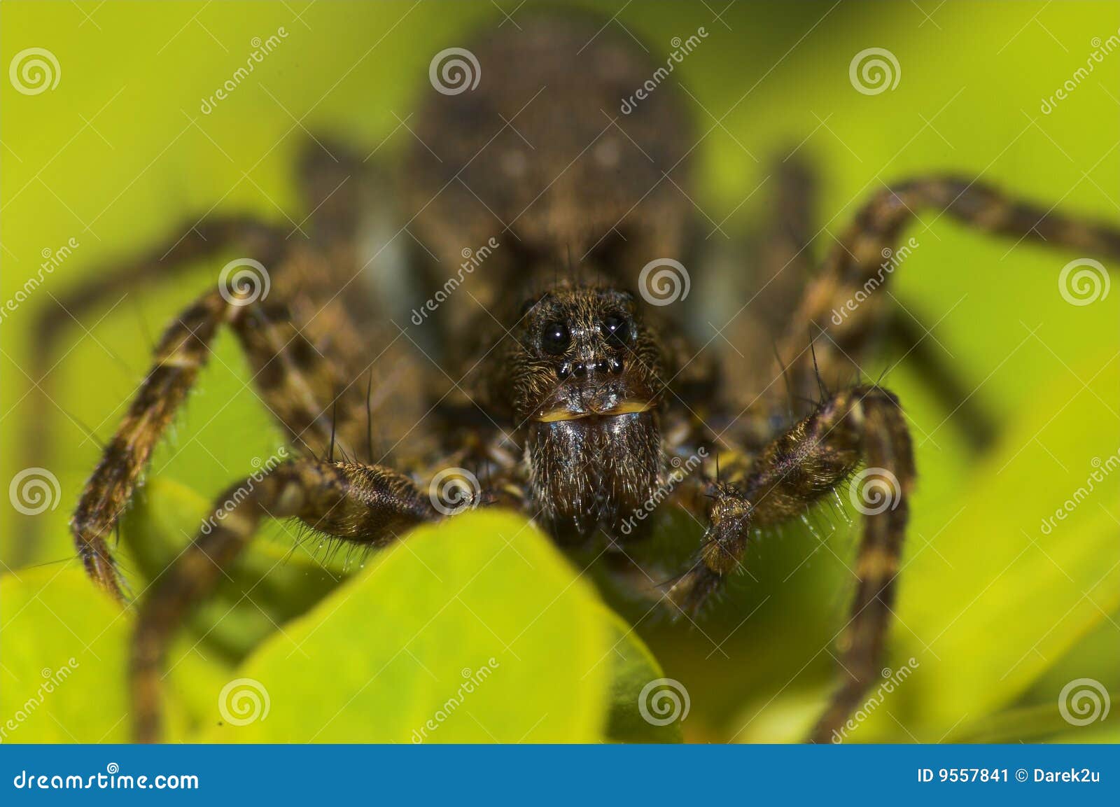 Jumping Spider (Salticidae) Stock Image - Image of macro, salticidae ...
