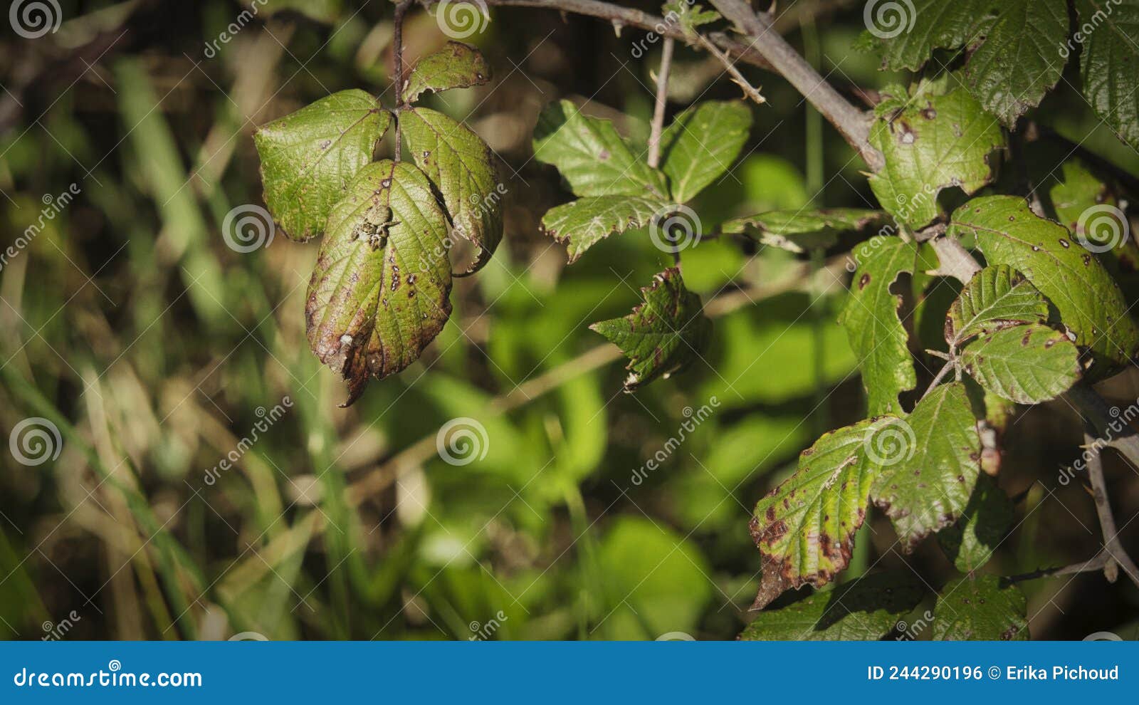 Jumping Spider or Salticide, on a Bramble Leaf, in Spring Stock Photo ...