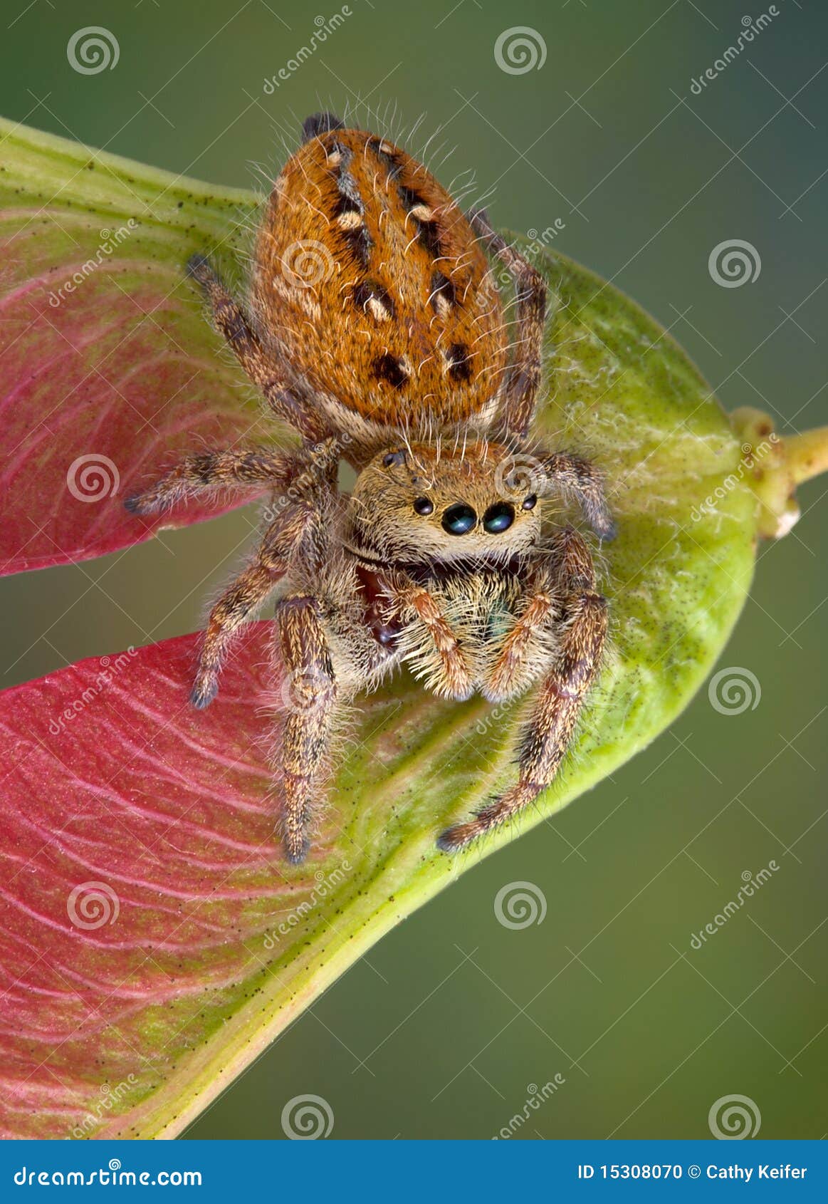Jumping spider on seed pod stock photo. Image of insect - 15308070