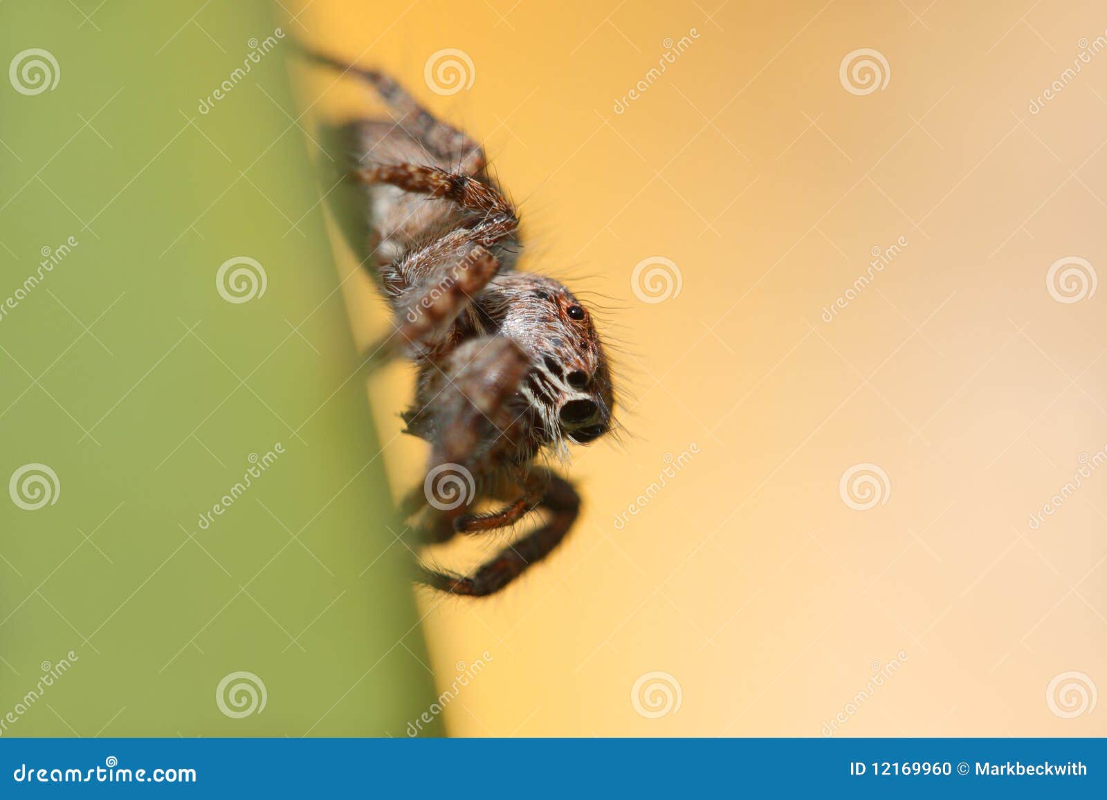 Jumping spider side flat stock photo. Image of leaf, close - 12169960
