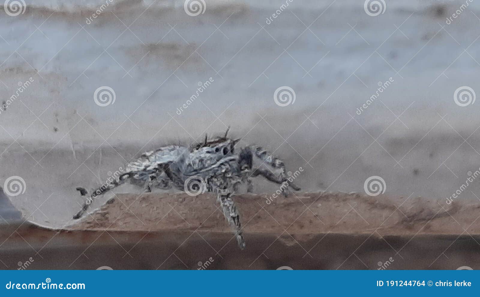 Jumping spider side shot stock photo. Image of wing - 191244764