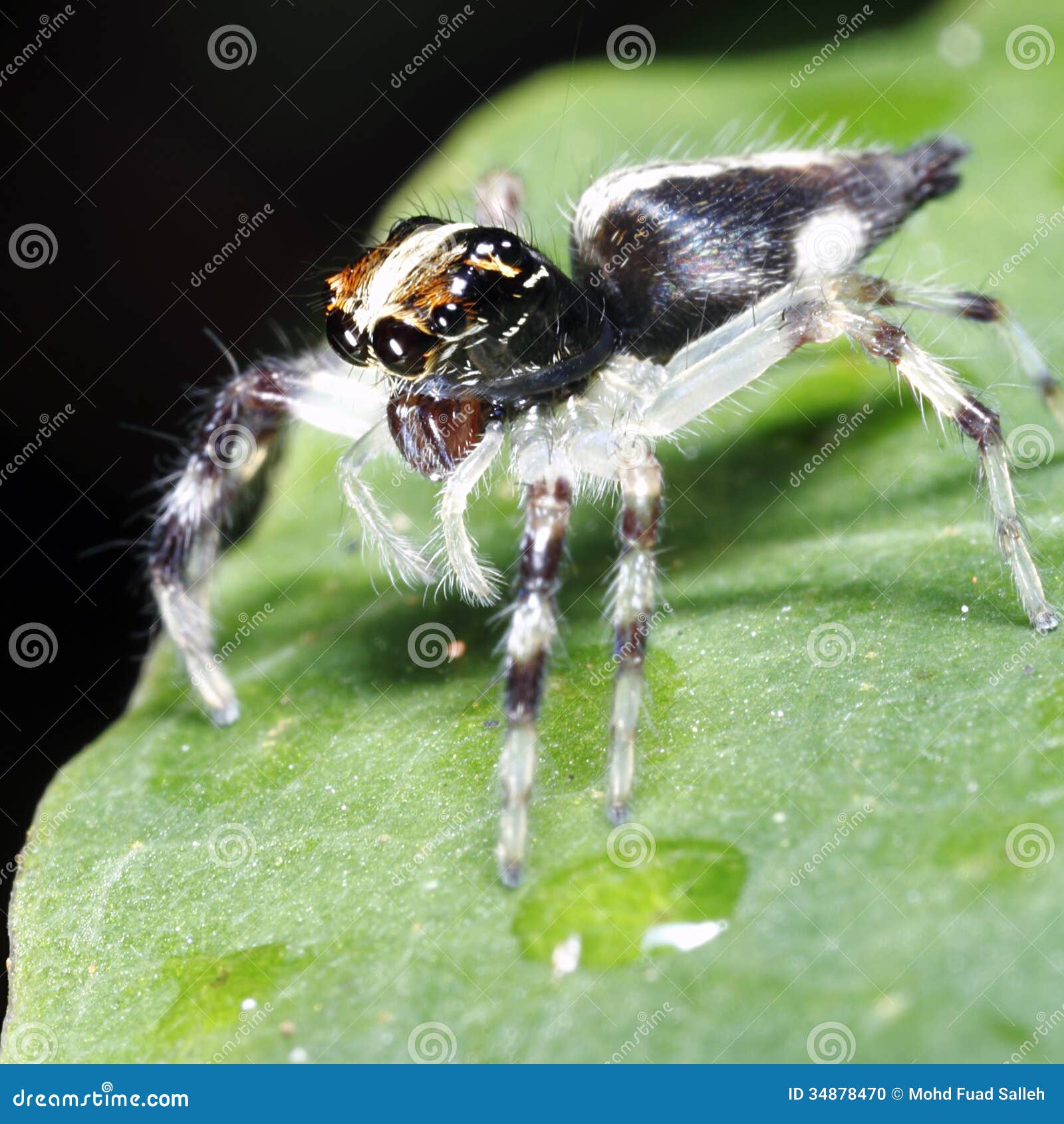 A jumping spider side view stock photo. Image of life - 34878470