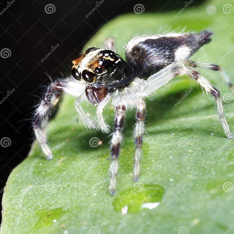 A jumping spider side view stock photo. Image of life - 34878470