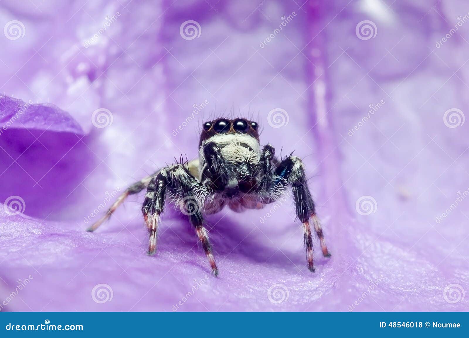 Jumping Spider stock photo. Image of nature, scratch - 48546018