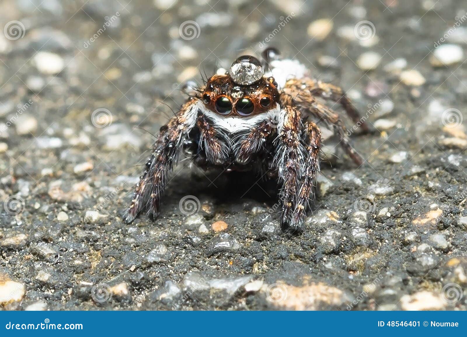 Jumping Spider stock image. Image of front, scratch, closeup - 48546401