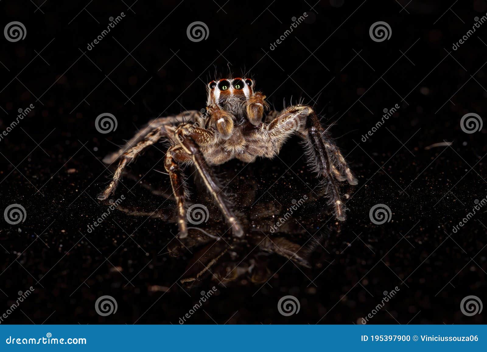 Jumping Spider stock photo. Image of outdoor, close - 195397900