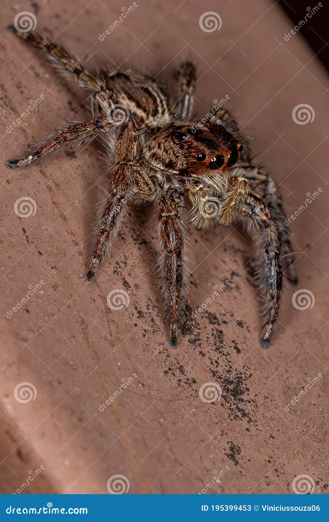 Jumping Spider stock image. Image of arachnid, macro - 195399453