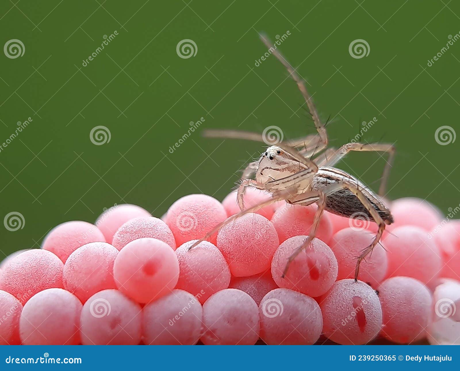 A Jumping Spider is Standing on Golden Conch Eggs Stock Image - Image ...