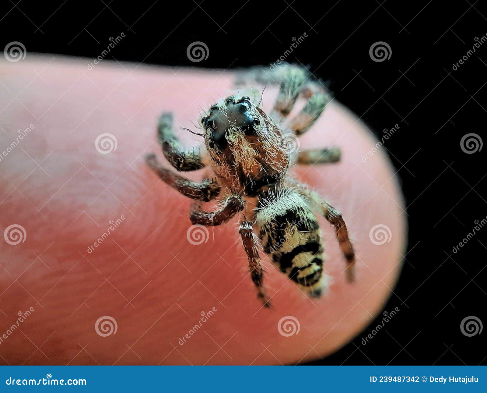 A Jumping Spider is Standing on My Index Finger. Stock Photo - Image of ...