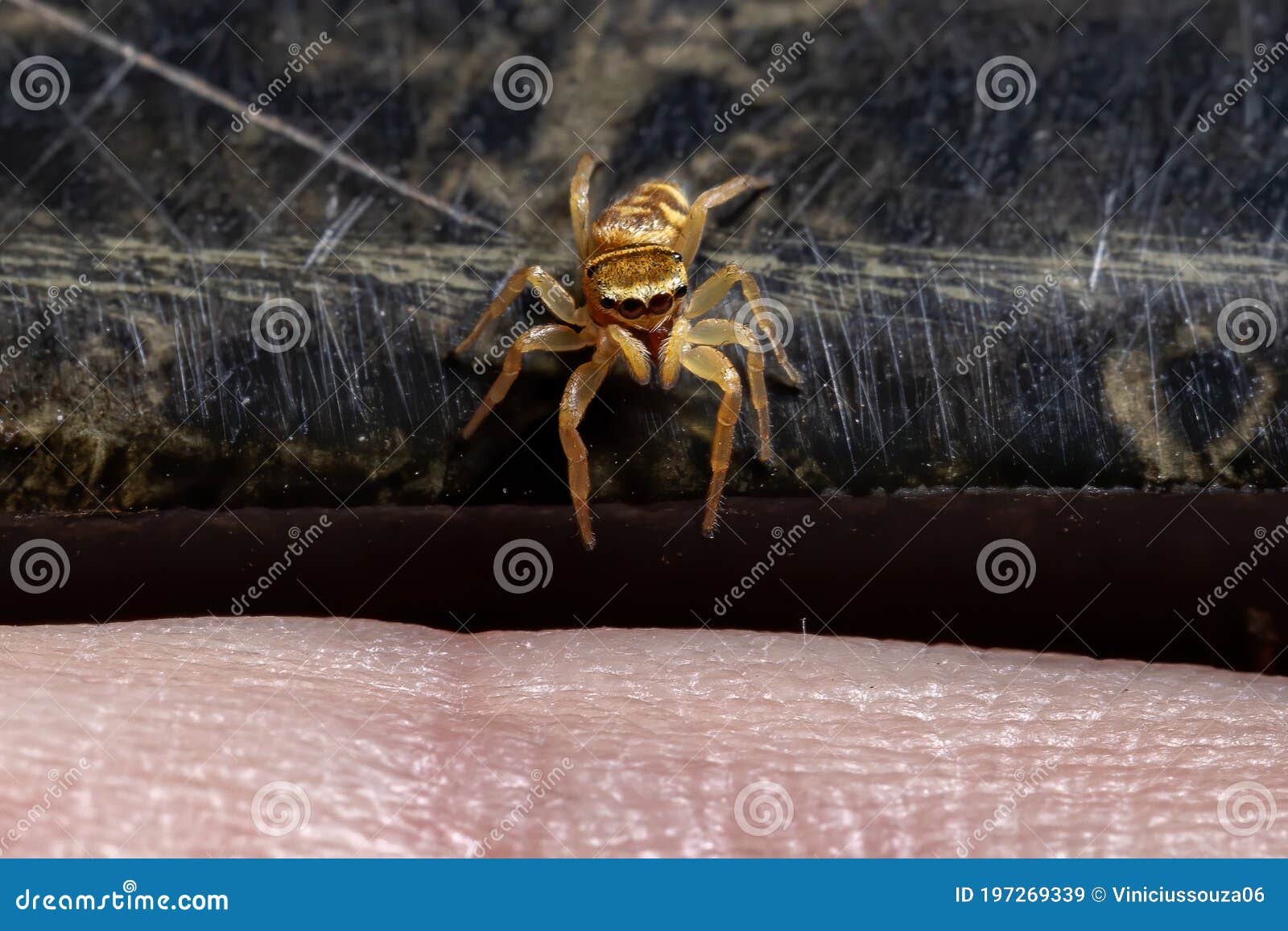 Jumping Spider stock image. Image of arthropod, chelicerata - 197269339
