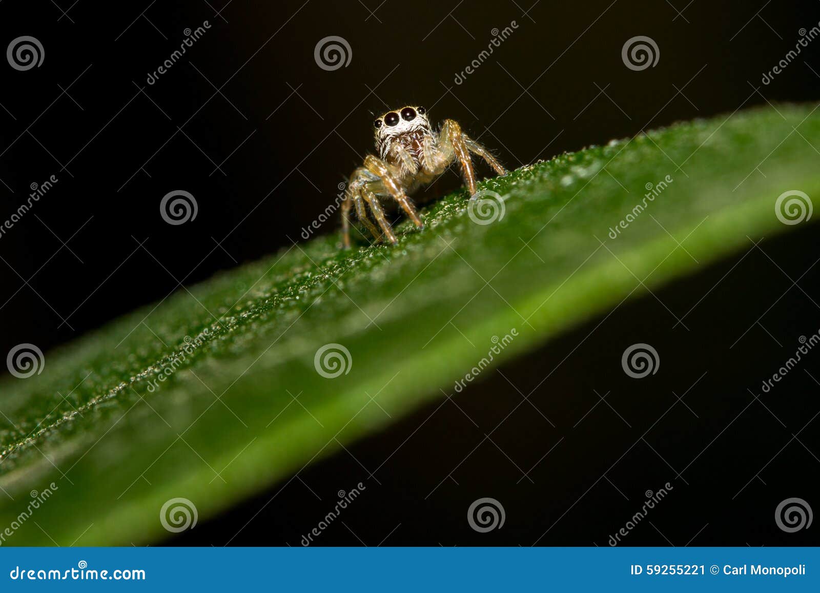 Jumping spider stock image. Image of white, jumping, green - 59255221