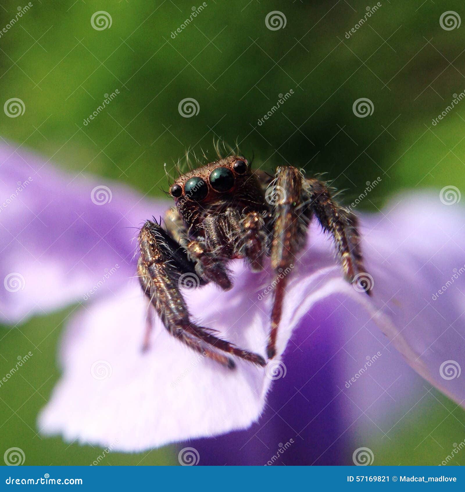 Jumping spider stock image. Image of garden, jumping - 57169821
