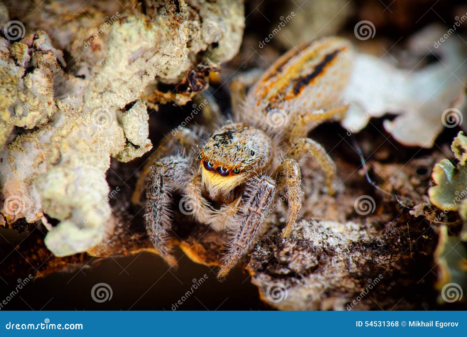 Jumping spider. Top view stock photo. Image of jumper - 54531368