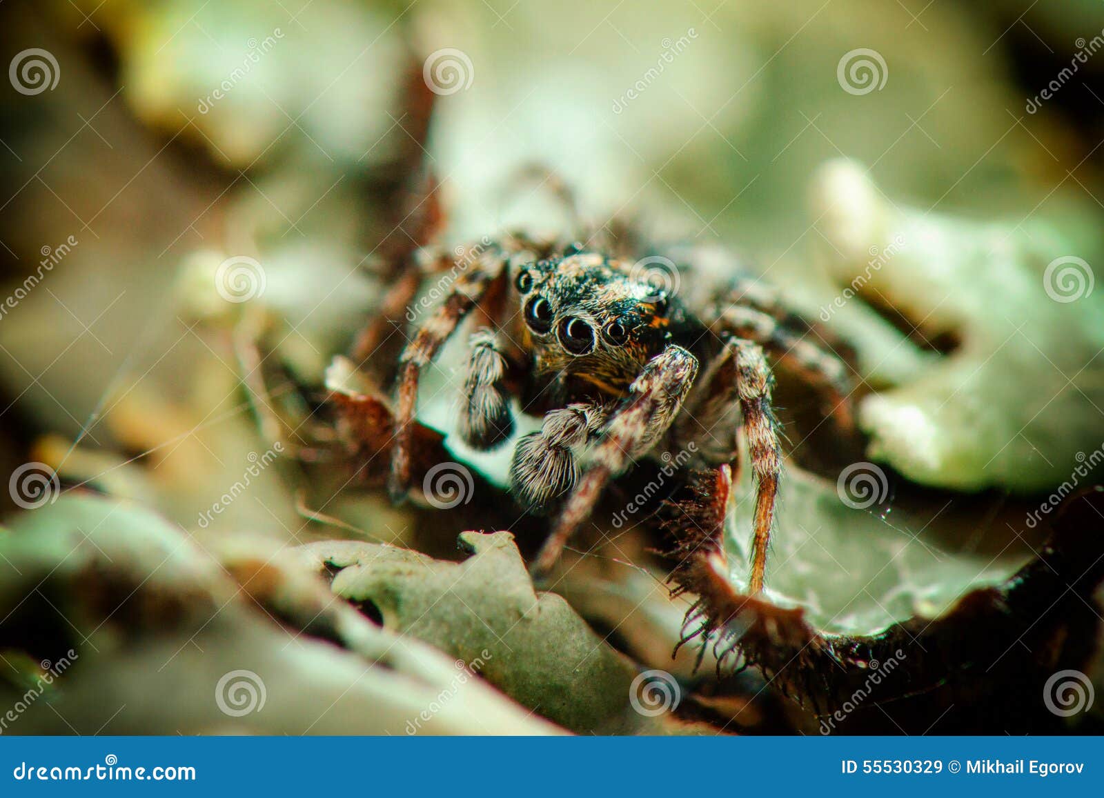 Jumping spider. Top view stock image. Image of russia - 55530329