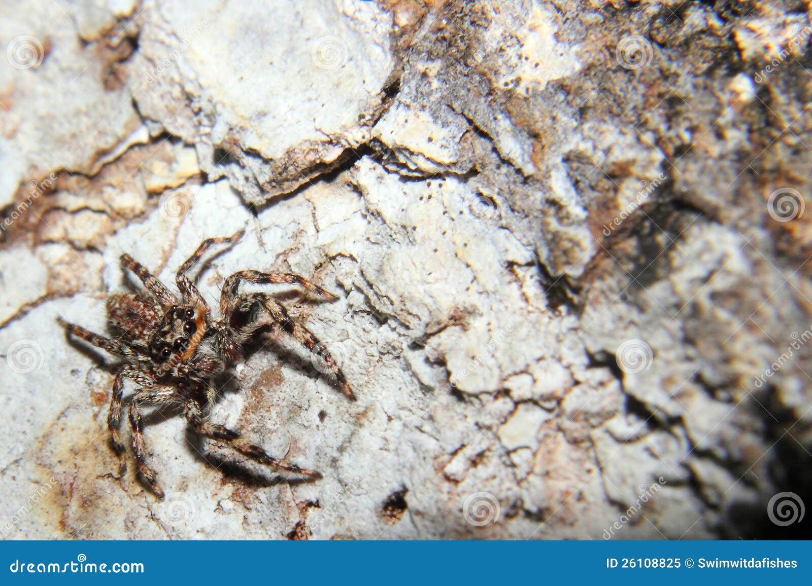 Jumping Spider on Tree stock image. Image of legs, tree - 26108825