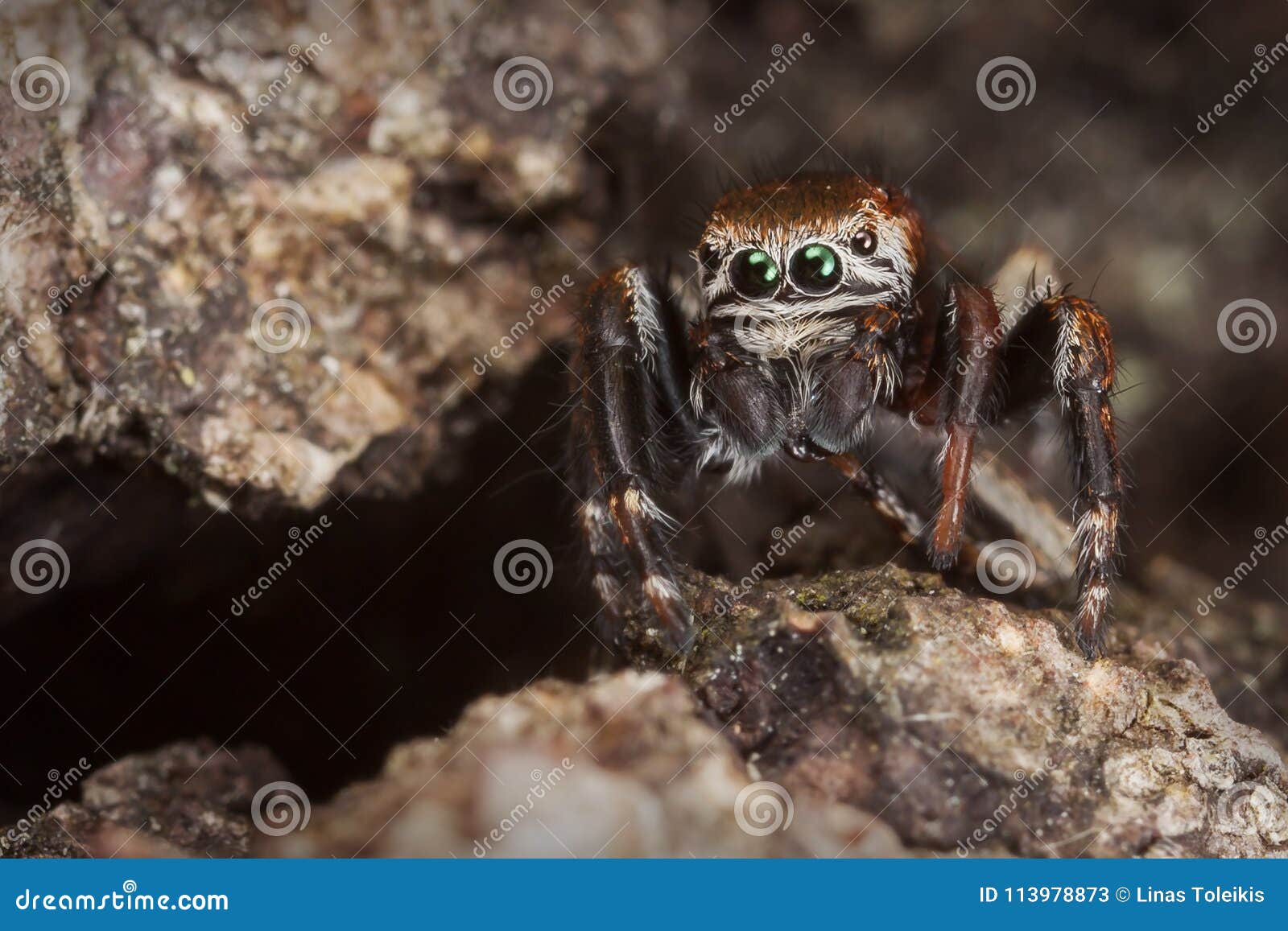 Jumping Spider on the Tree Bark Stock Image - Image of cute, tree ...