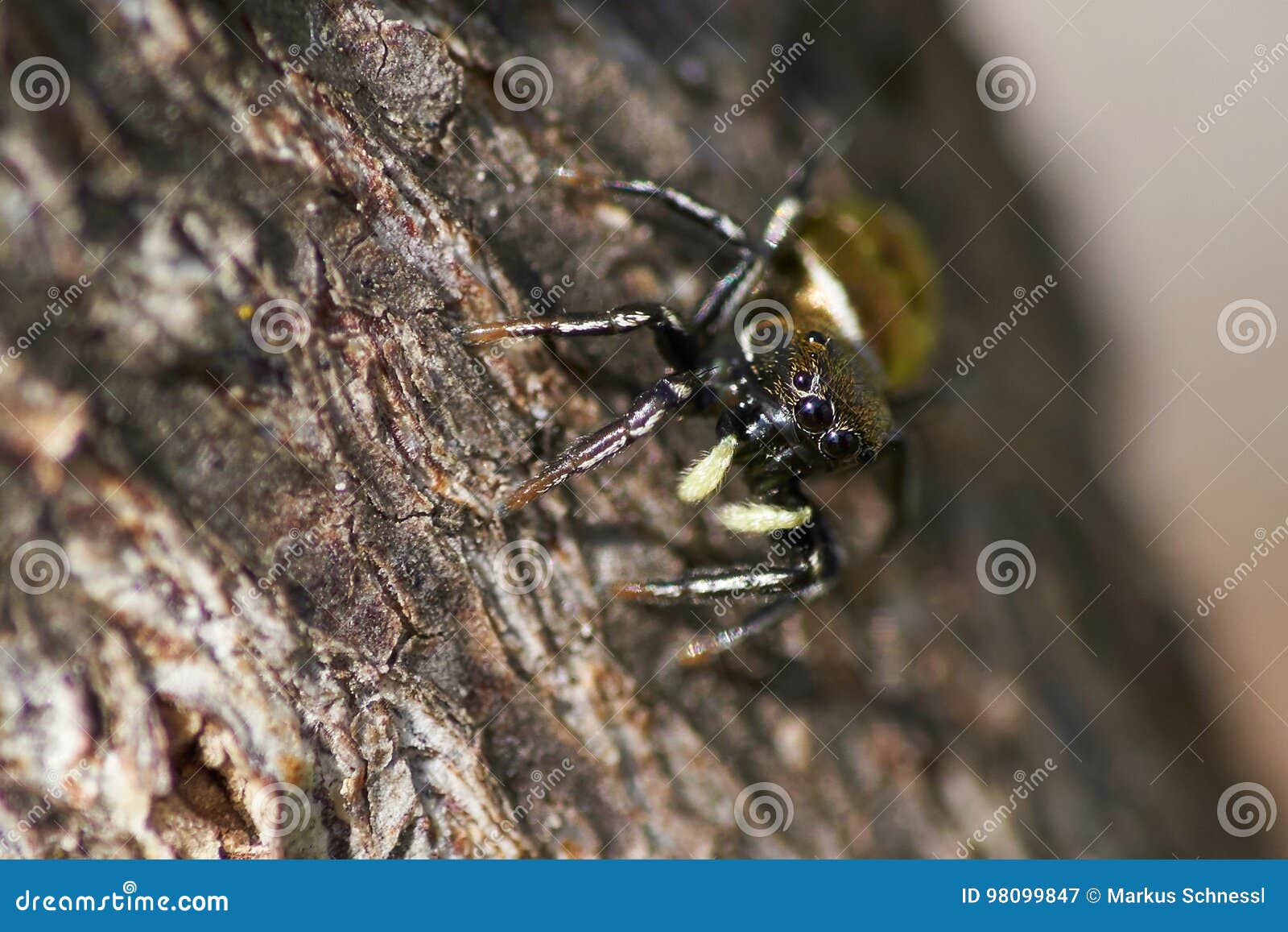Jumping spider on tree 2 stock image. Image of arachnophobia - 98099847