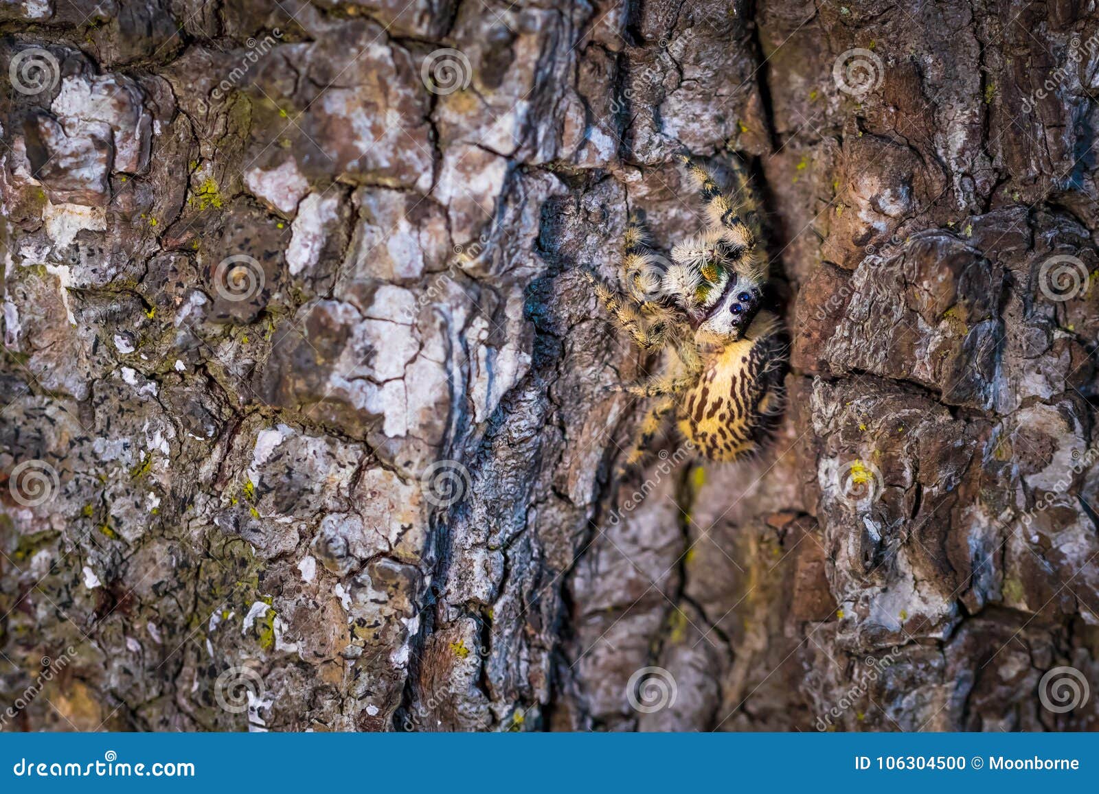 Jumping Spider on a Tree stock photo. Image of biology - 106304500
