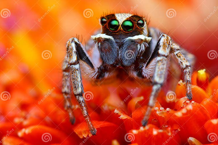 Jumping Spider from Turkey 2 Stock Photo - Image of jumping, white ...