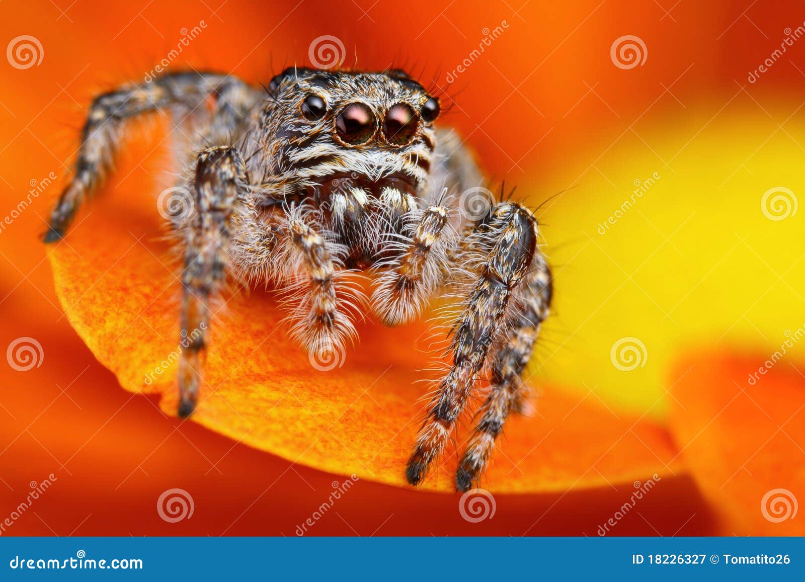 Jumping Spider from Turkey 3 Stock Image - Image of poison, funny: 18226327