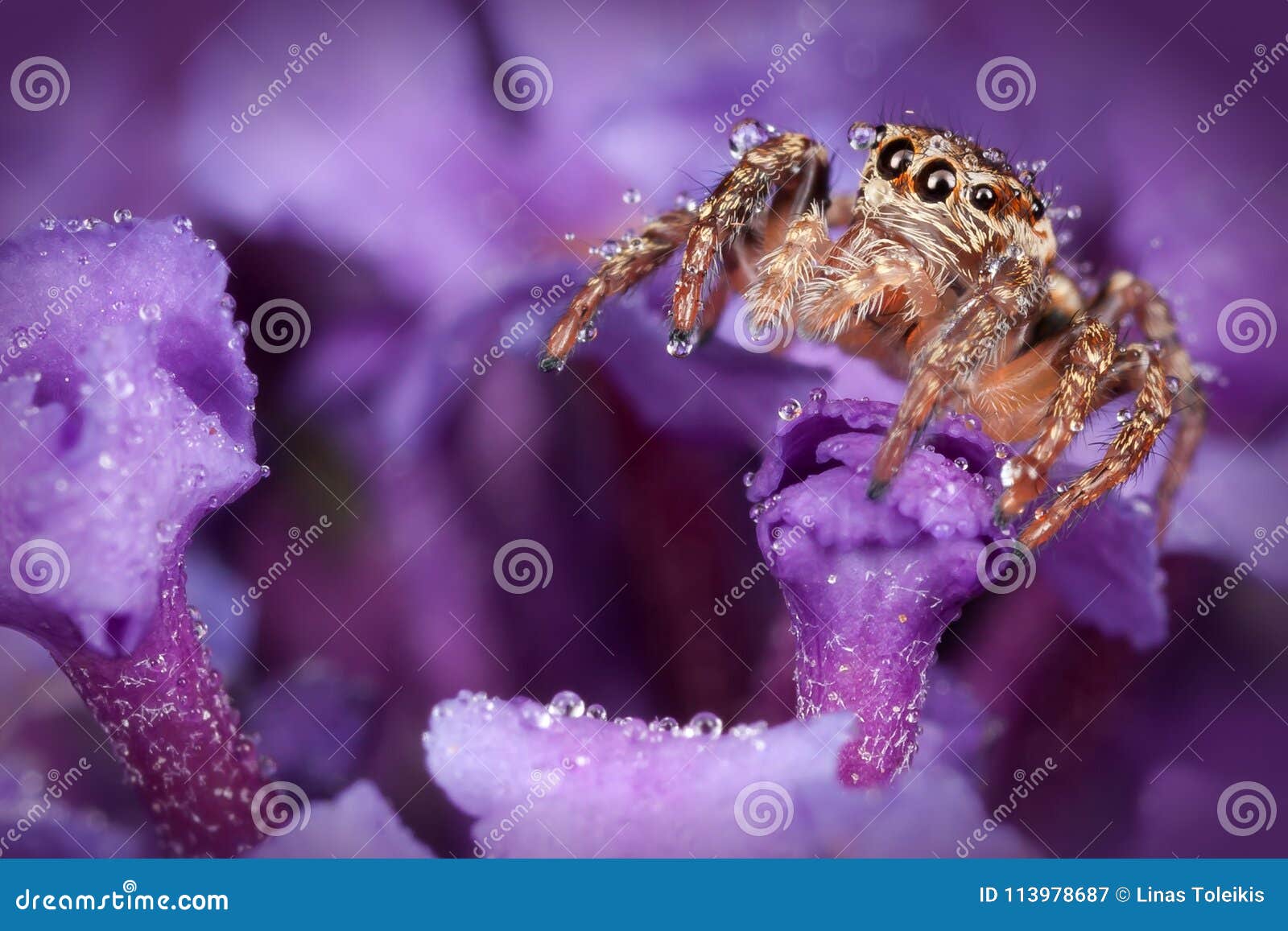 Jumping Spider on the on Violet Flowers Stock Image - Image of legs ...