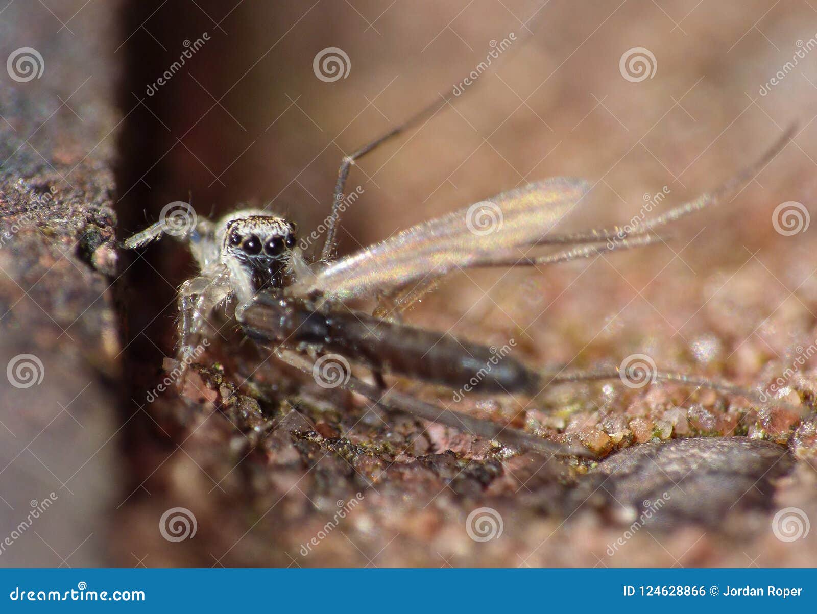 Jumping Spider Vs Fly - Macro Close Up Stock Photo - Image of colorful ... Jumping Spider Vs Fly - Macro Close Up Stock Photo - Image of colorful ...