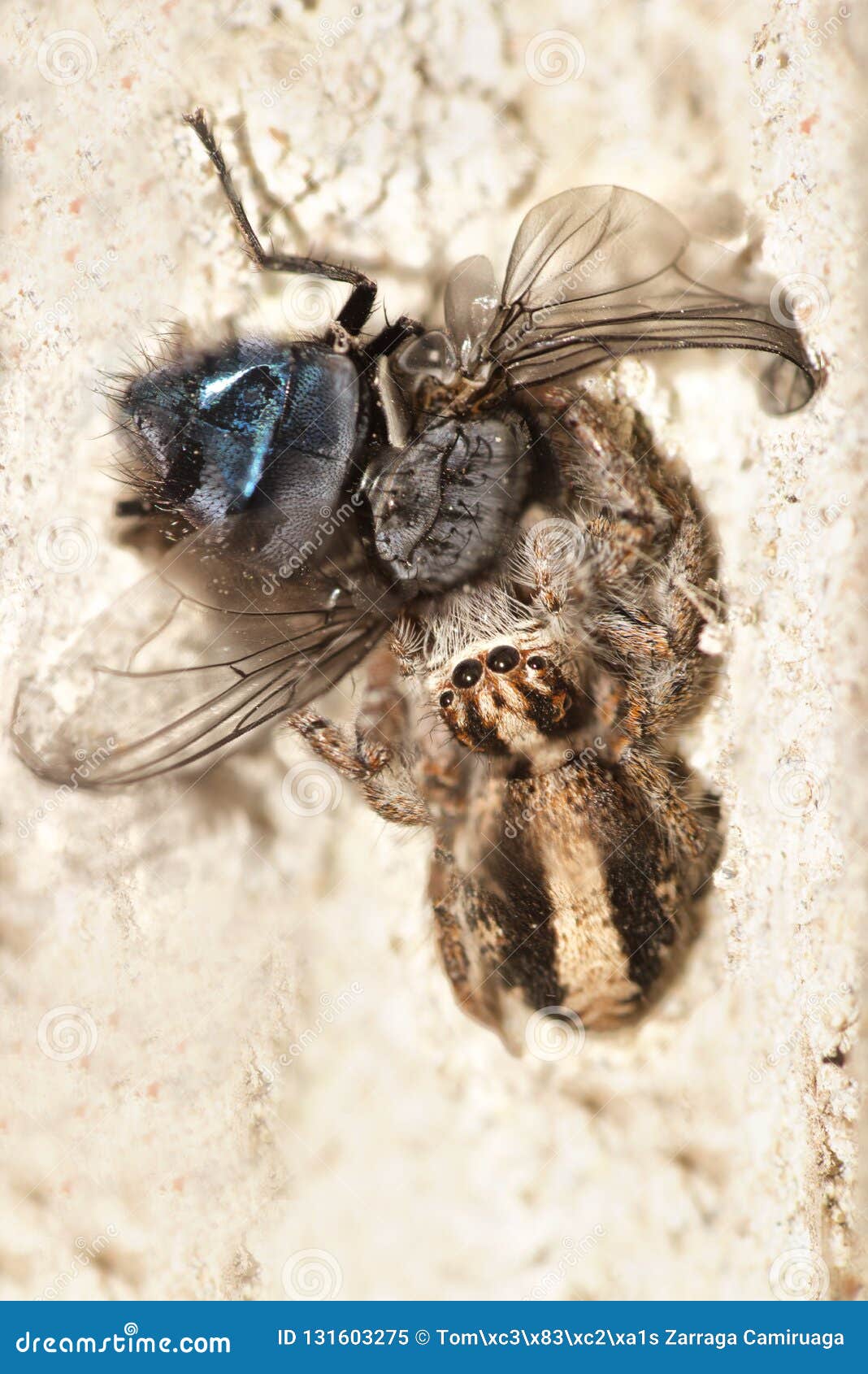 Jumping Spider on the Wall , Chasing a Fly Stock Image - Image of brown ...