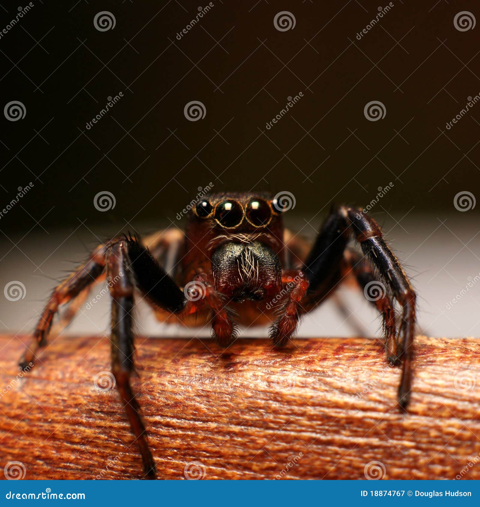 The Jumping Spider Family (Salticidae) Stock Image | CartoonDealer.com ...