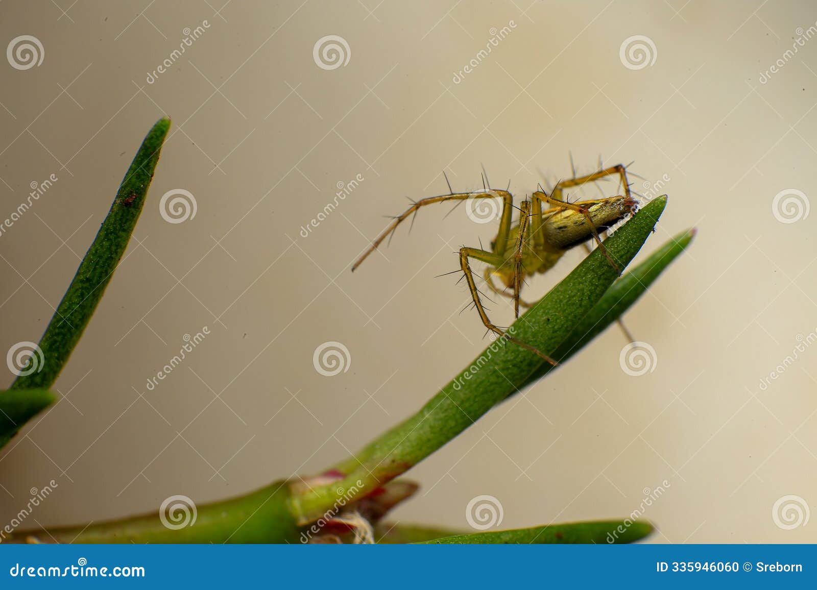 Jumping Spider on a Web in the Forest Stock Photo - Image of insect ...