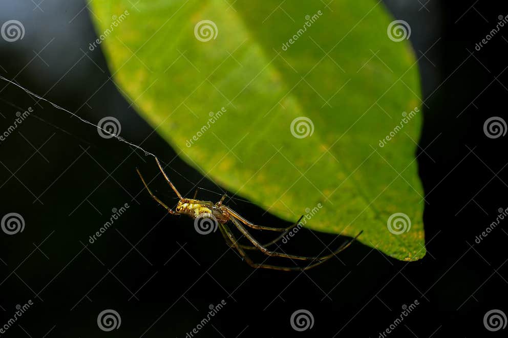 Jumping Spider on a Web in the Forest Stock Image - Image of wildlife ...