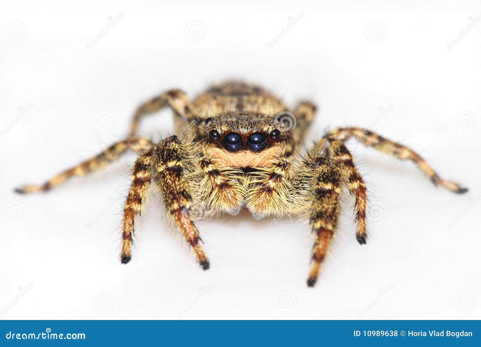 Jumping Spider, Salticidae Sp, Hyderabad,Telanagana, India Stock Image ...