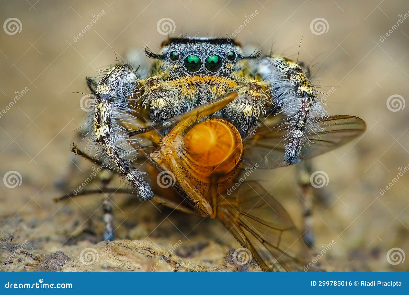 Jumping spider on the wood stock photo. Image of invertebrate - 299785016