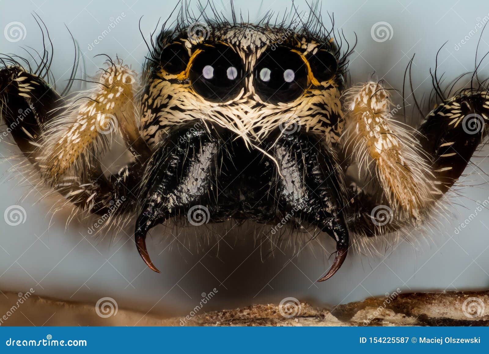 Jumping Spider, Zebra Back Spider, Spider, Salticus Scenicus ...