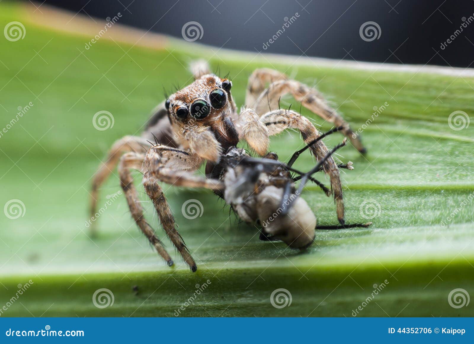 Jumping Spiders On The Leaves Royalty-Free Stock Image | CartoonDealer ...