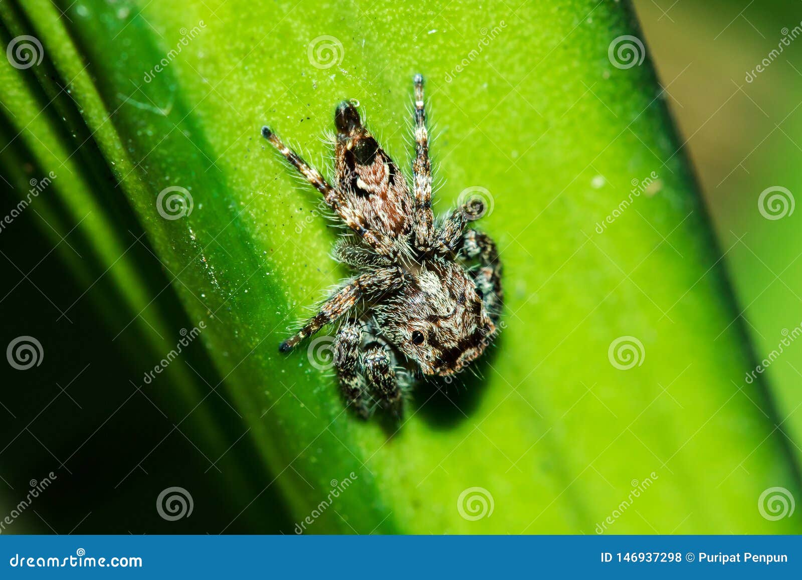 Jumping Spiders On The Leaves Royalty-Free Stock Image | CartoonDealer ...