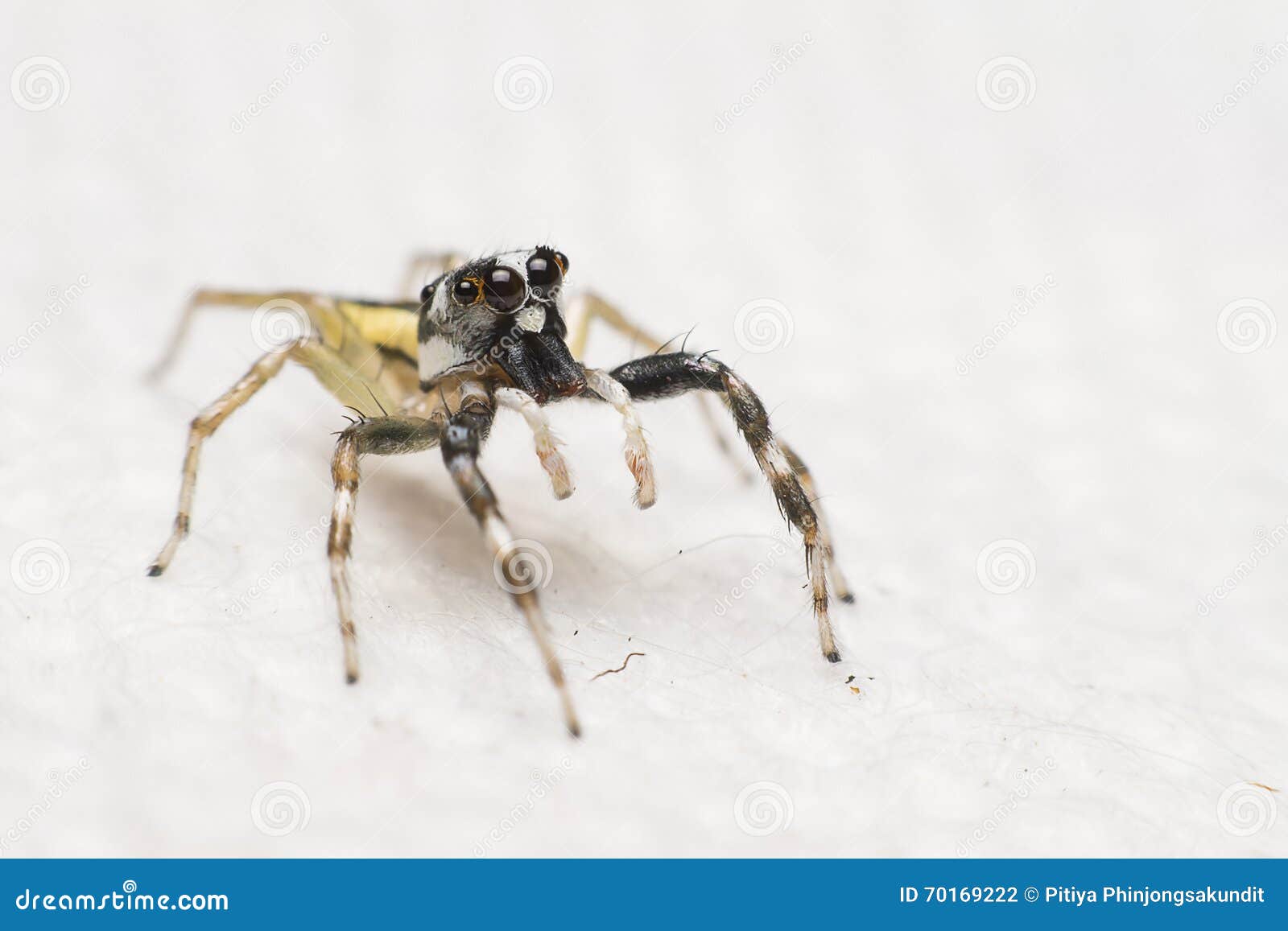 Jumping Spiders On The Leaves Royalty-Free Stock Image | CartoonDealer ...