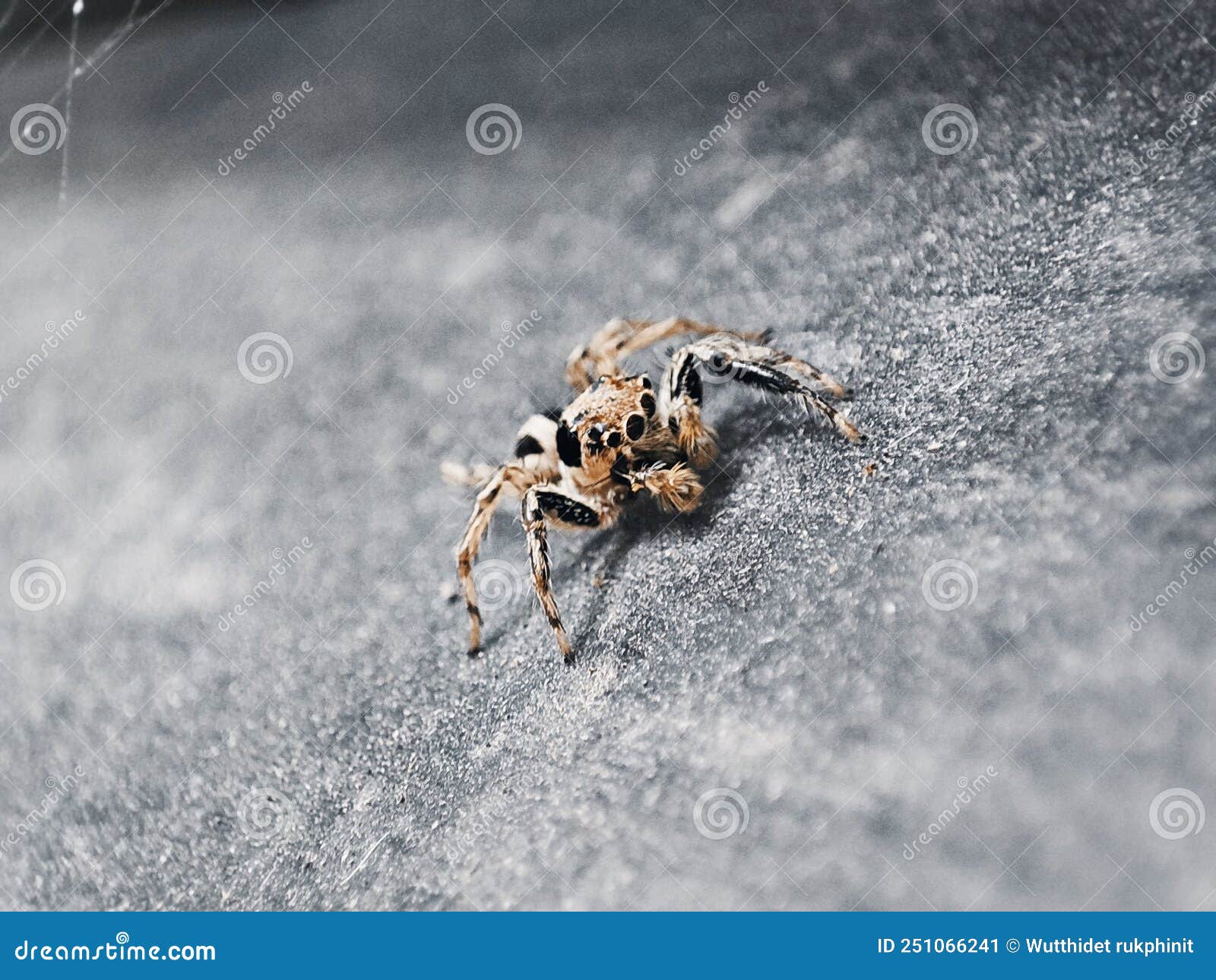 Jumping Spiders are Masters of Miniature Color Vision Stock Image ...