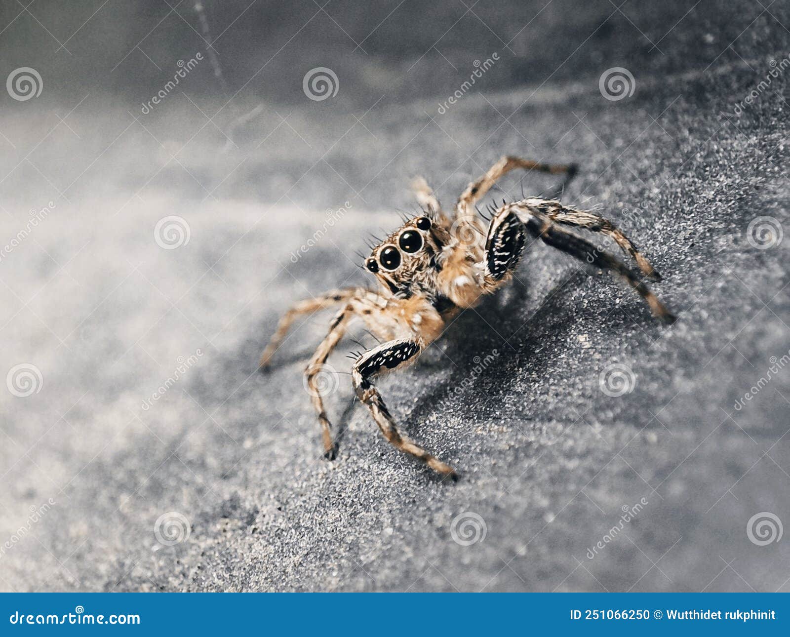 Jumping Spiders are Masters of Miniature Color Vision Stock Photo ...