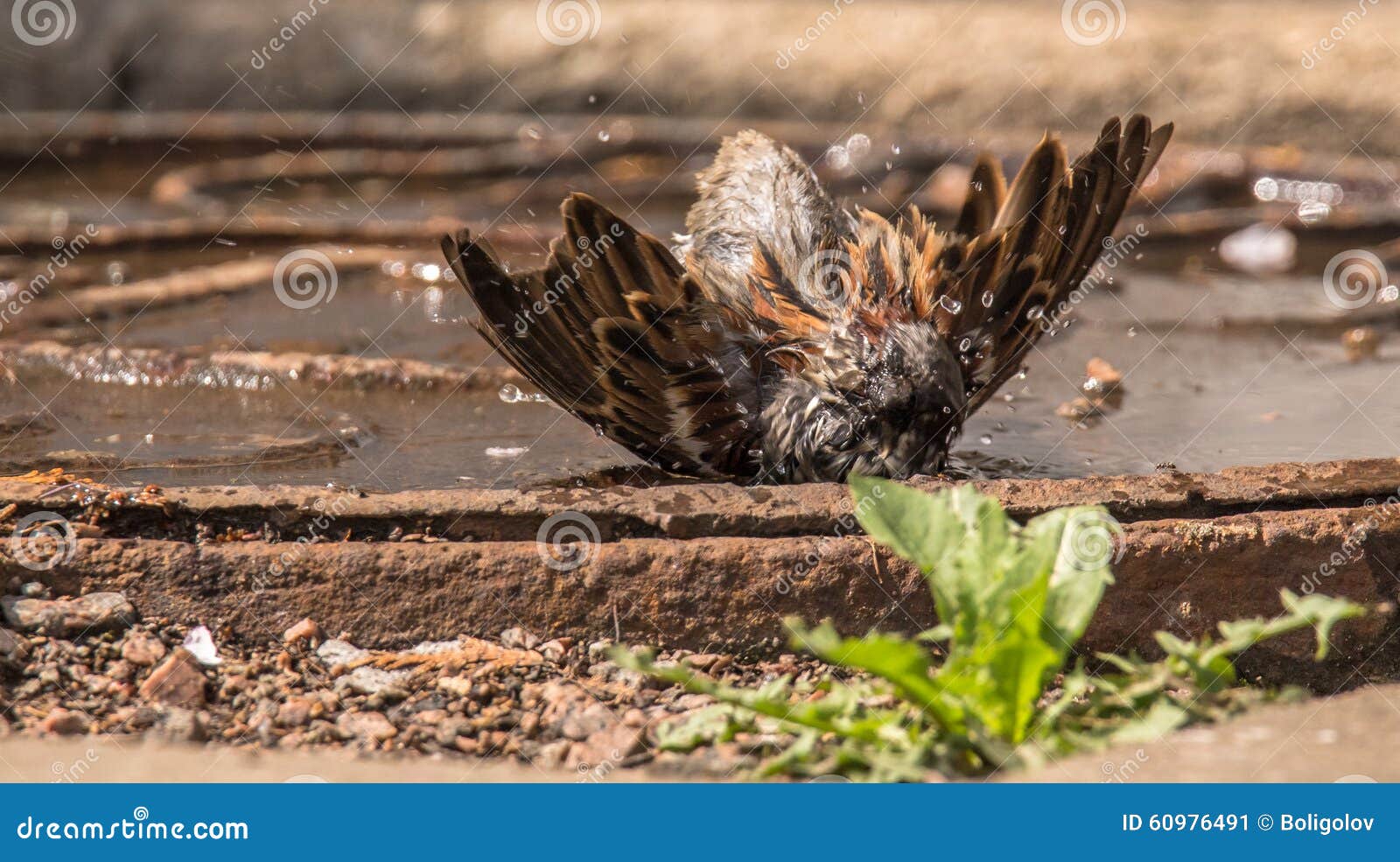 Jumping Spring Sparrow Taking Water Bath Stock Image - Image of ...