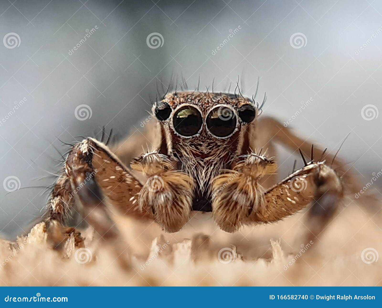 Jumping Spyder Macro stock photo. Image of focus, insect - 166582740