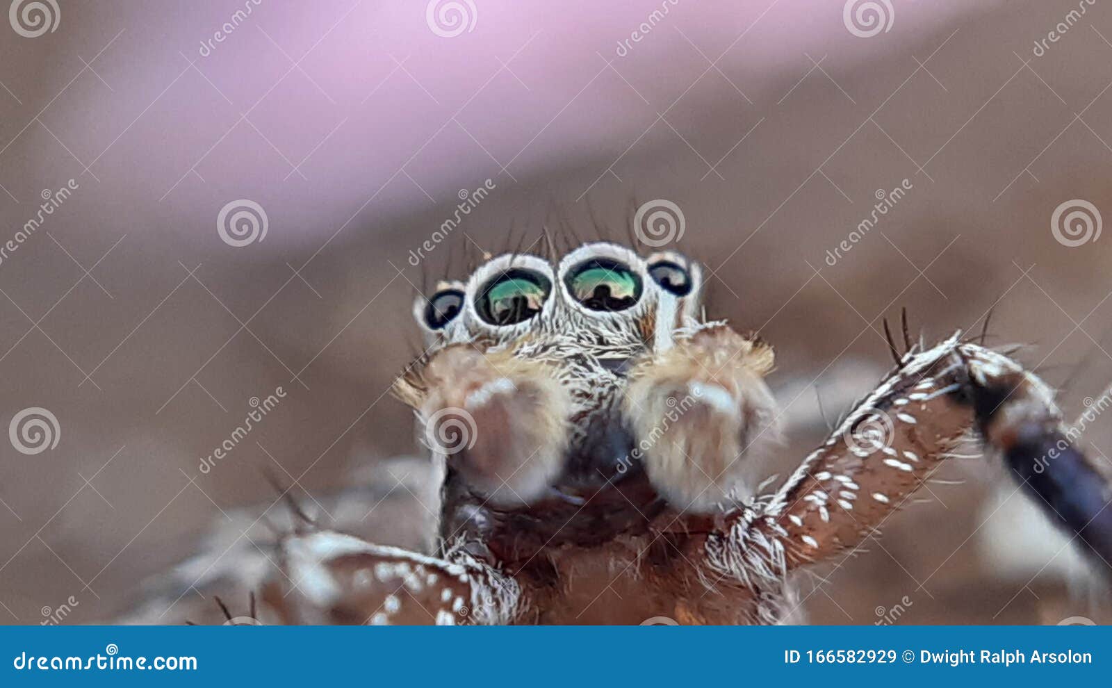 Jumping Spyder Macro stock image. Image of insect, focus - 166582929