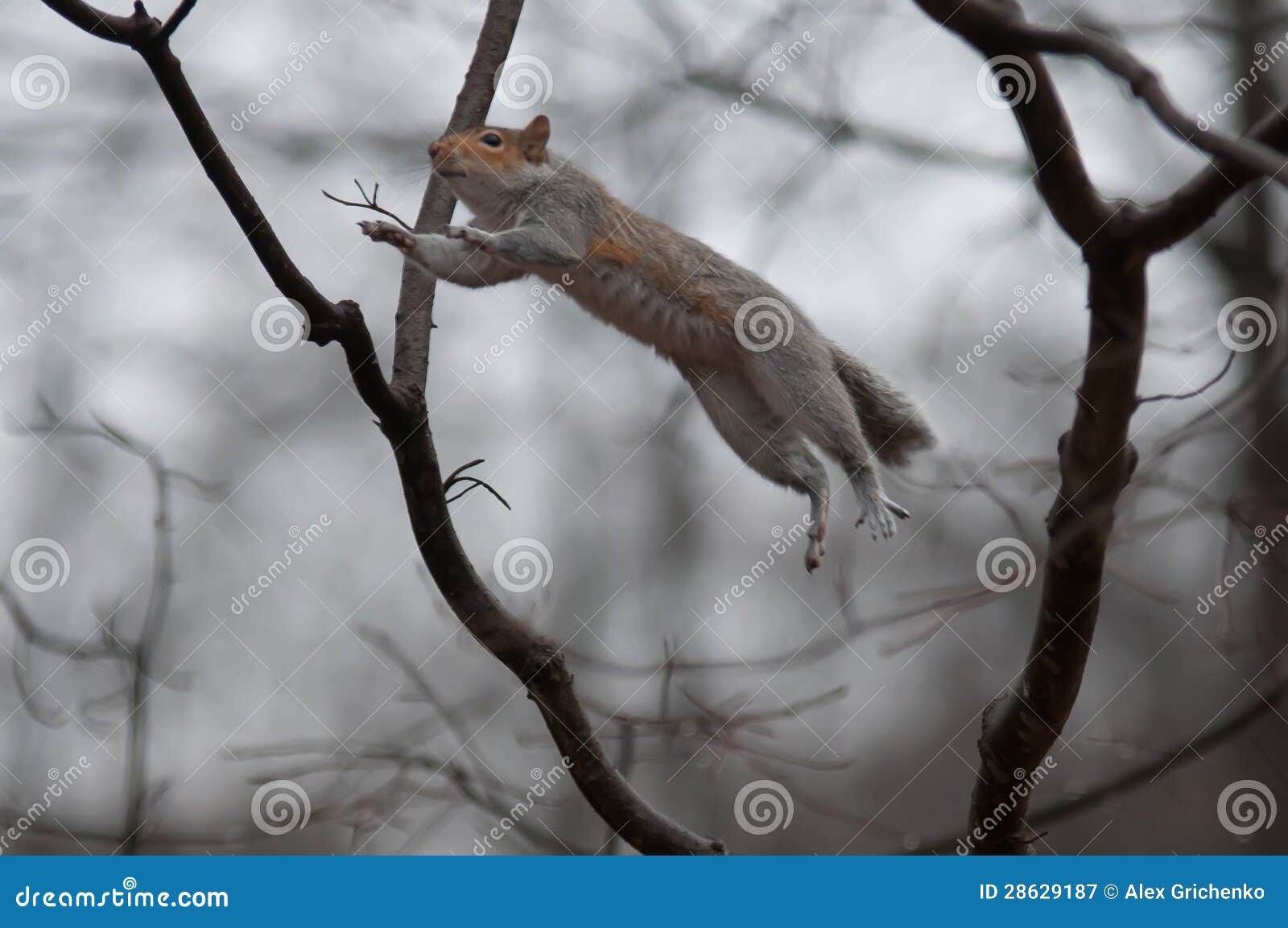 Squirrel Jumping On A Tree Royalty-Free Stock Photography ...