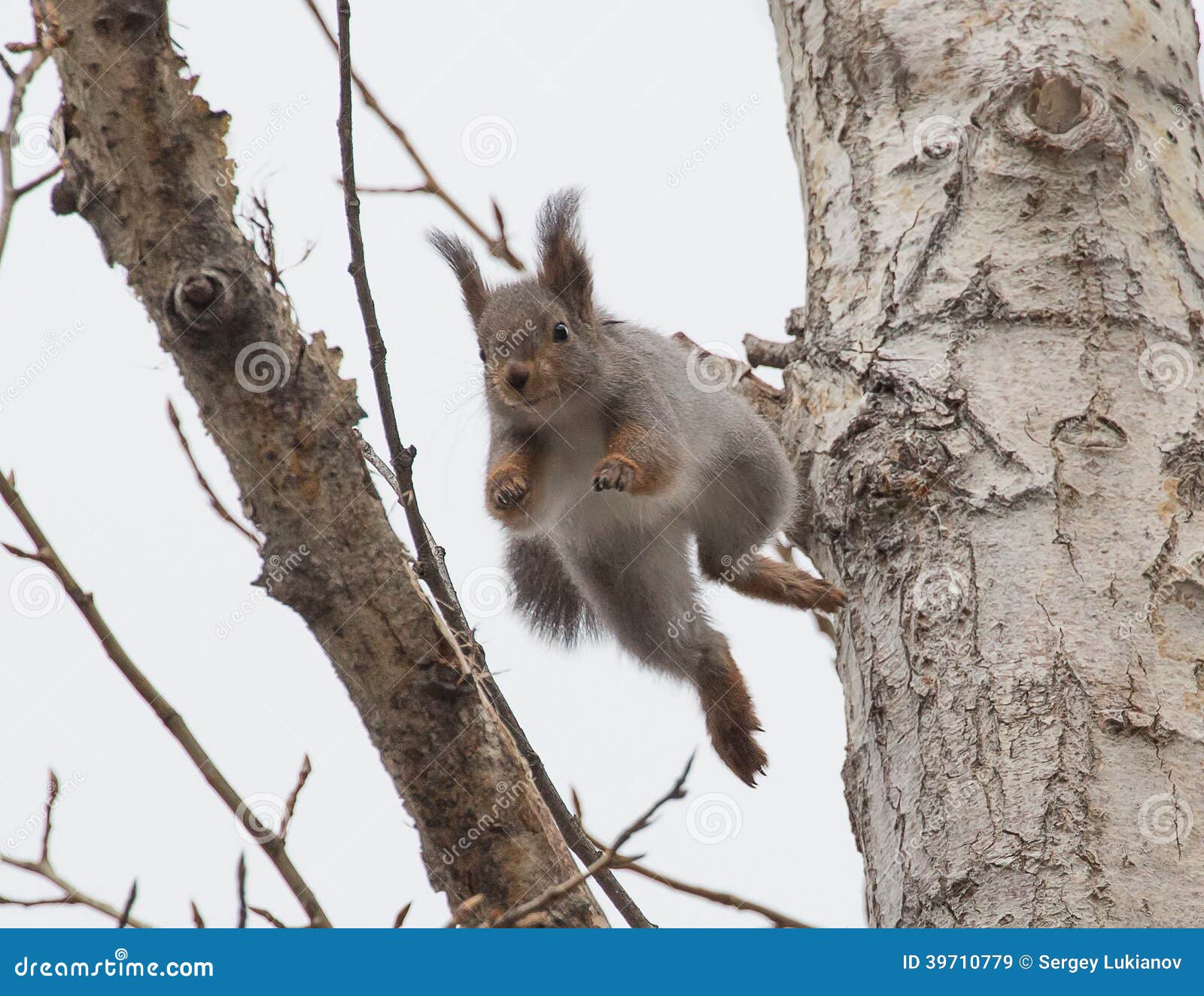 Jumping squirrel stock image. Image of wildlife, nature - 39710779