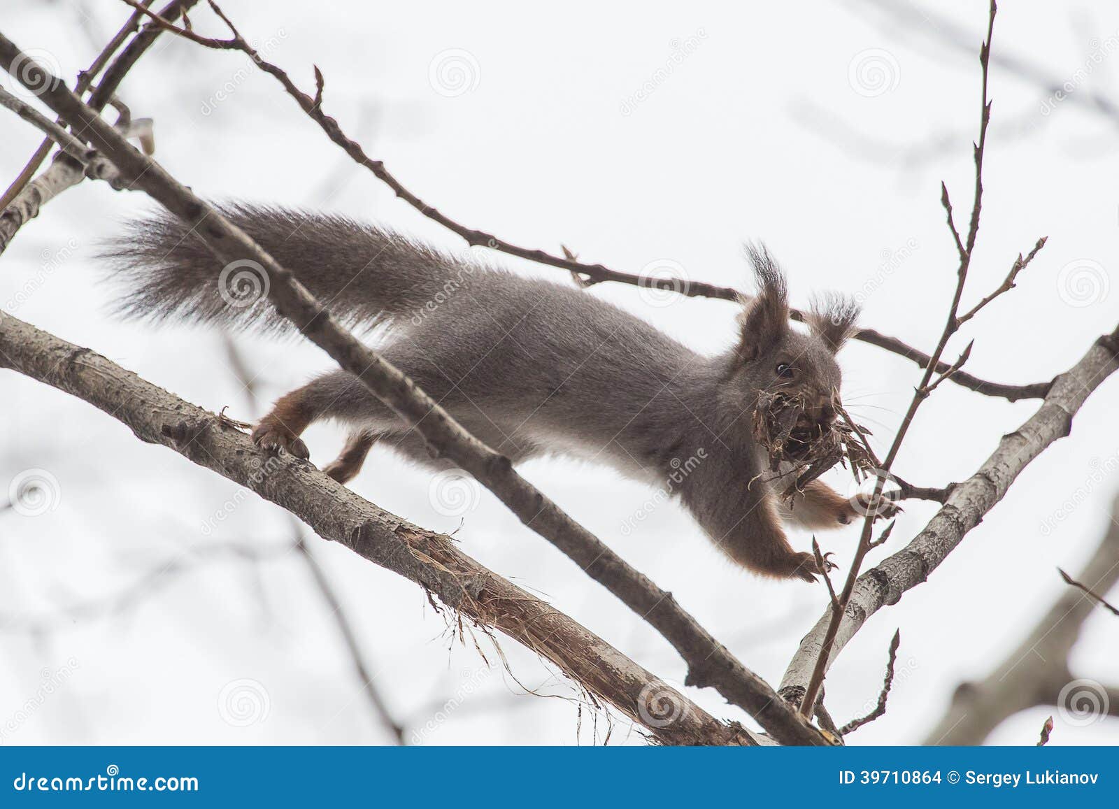 Jumping squirrel stock photo. Image of wildlife, bast - 39710864