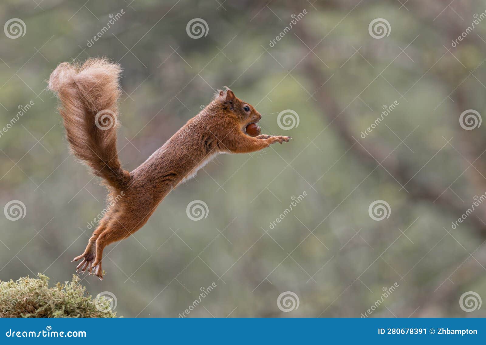 Jumping squirrel stock image. Image of sparrow, jumping - 280678391