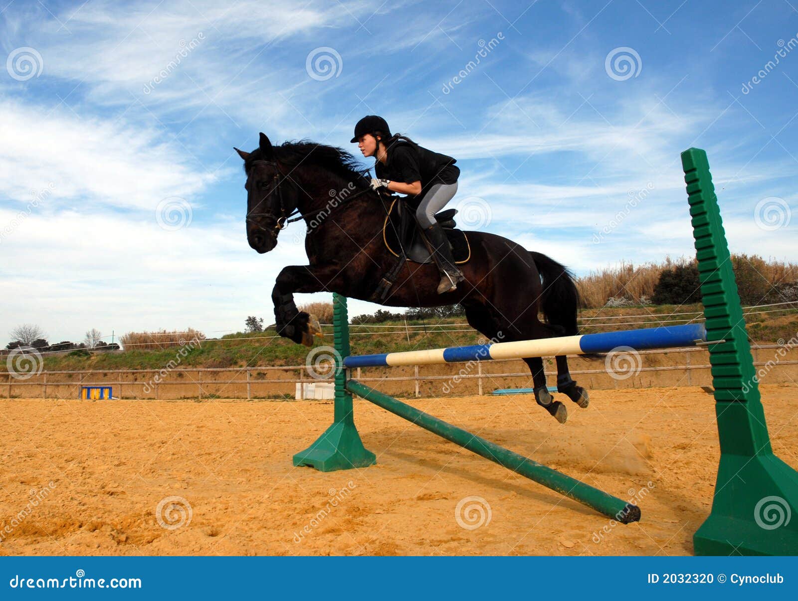 Jumping stallion stock photo. Image of event, dressage - 2032320