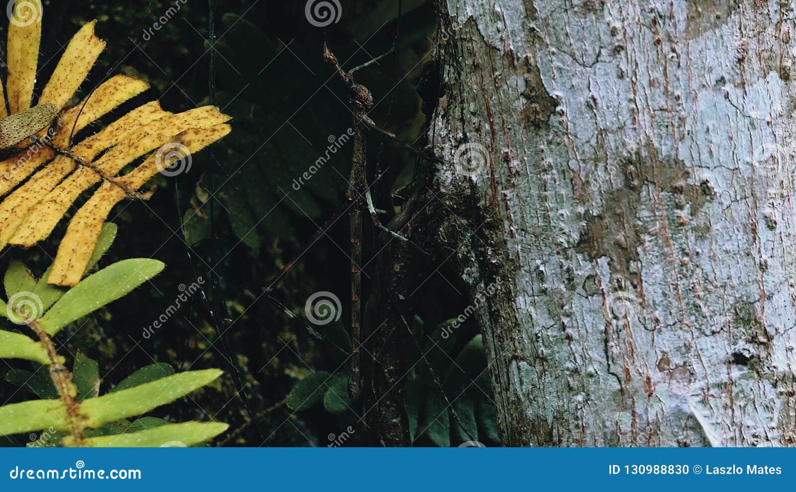 Jumping Stick Insect Walking on a Tree Trunk in the Rainforest Stock ...